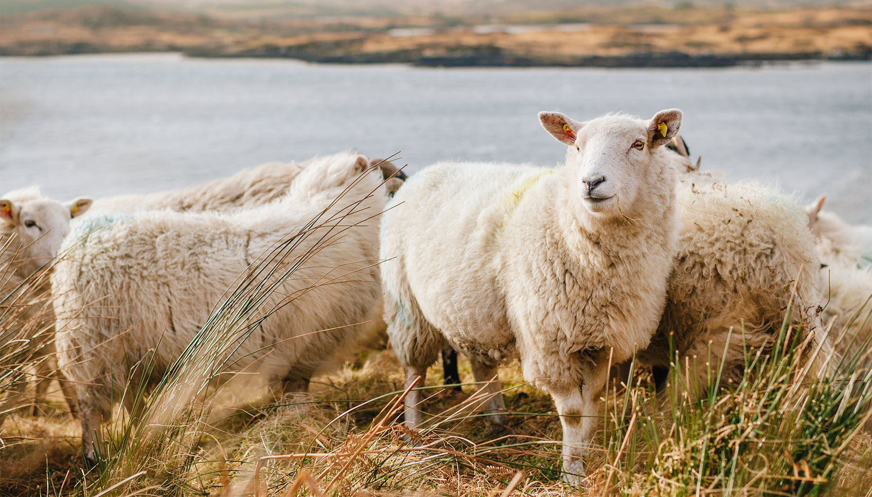 Irish Farmers Association - Big Dog Digital